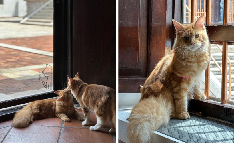 Catonomy: New Pet-friendly Cafe In Penang To Hang Out With Cats