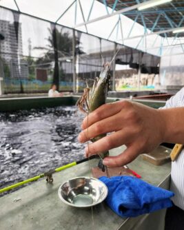 Utama Prawning In PJ Has Late-Night Prawning From RM35/Hour