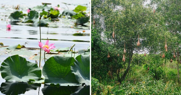 Gamuda Cove Guide: Adrenaline Rides & Fam-Friendly Activities Near KL