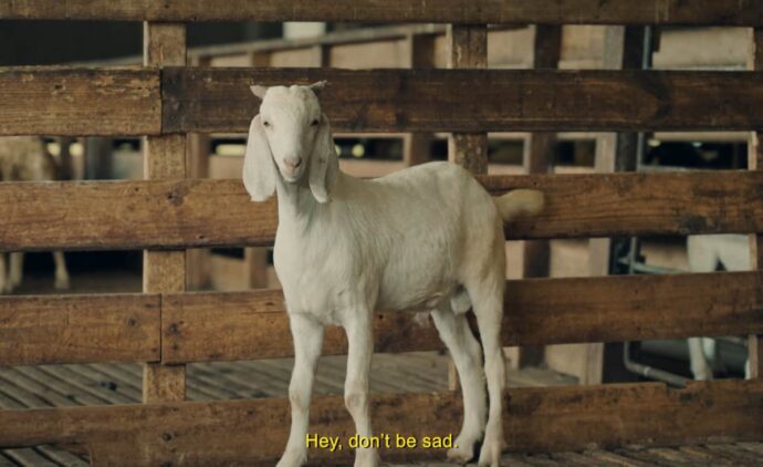 Julie's Goat Videos Bear Important Reminders For When You Feel Meh