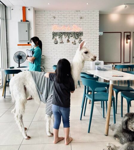 7 Pet Cafes In Malaysia To Hang Out With Exotic Animals & More