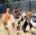 7 Pet Cafes In Malaysia To Hang Out With Exotic Animals & More