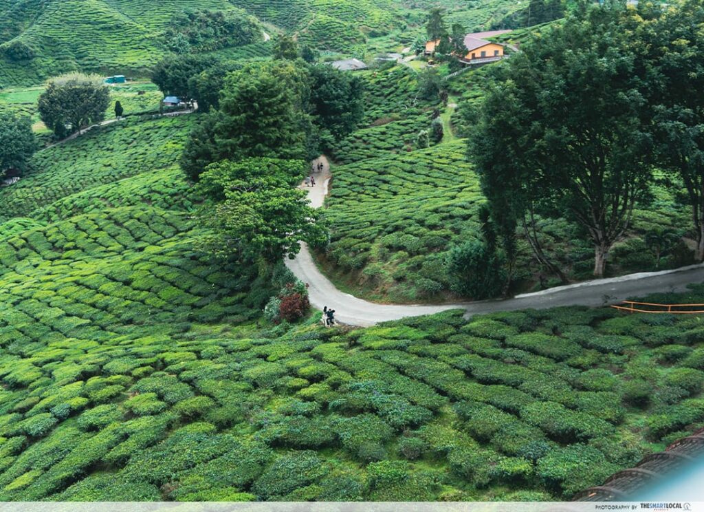 Cameron Highlands Records Hottest Average Temperature In 2024