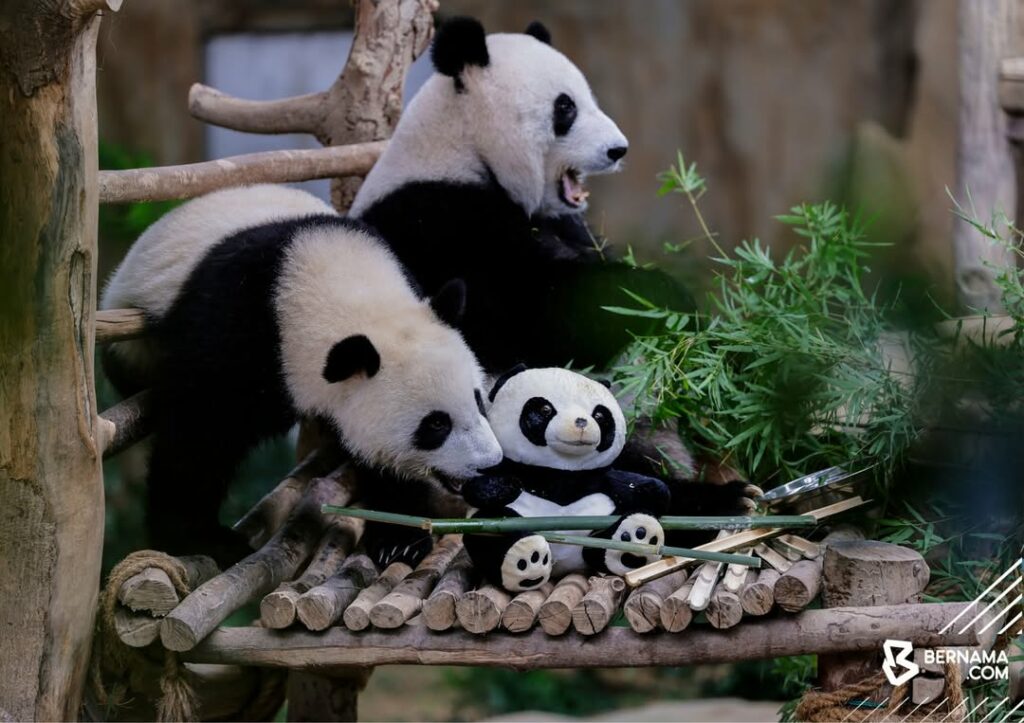 Zoo Negara To Welcome Two New Giant Pandas In Mid-November
